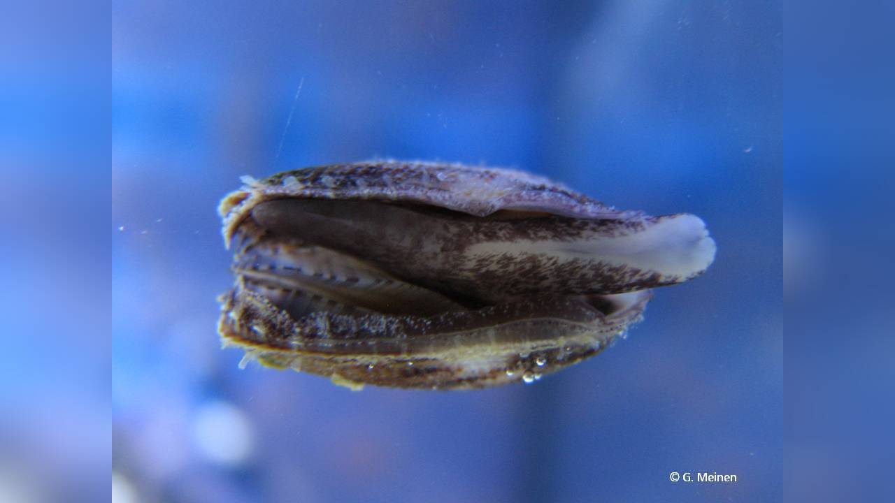 Barbatia amygdalumtostum Muschel