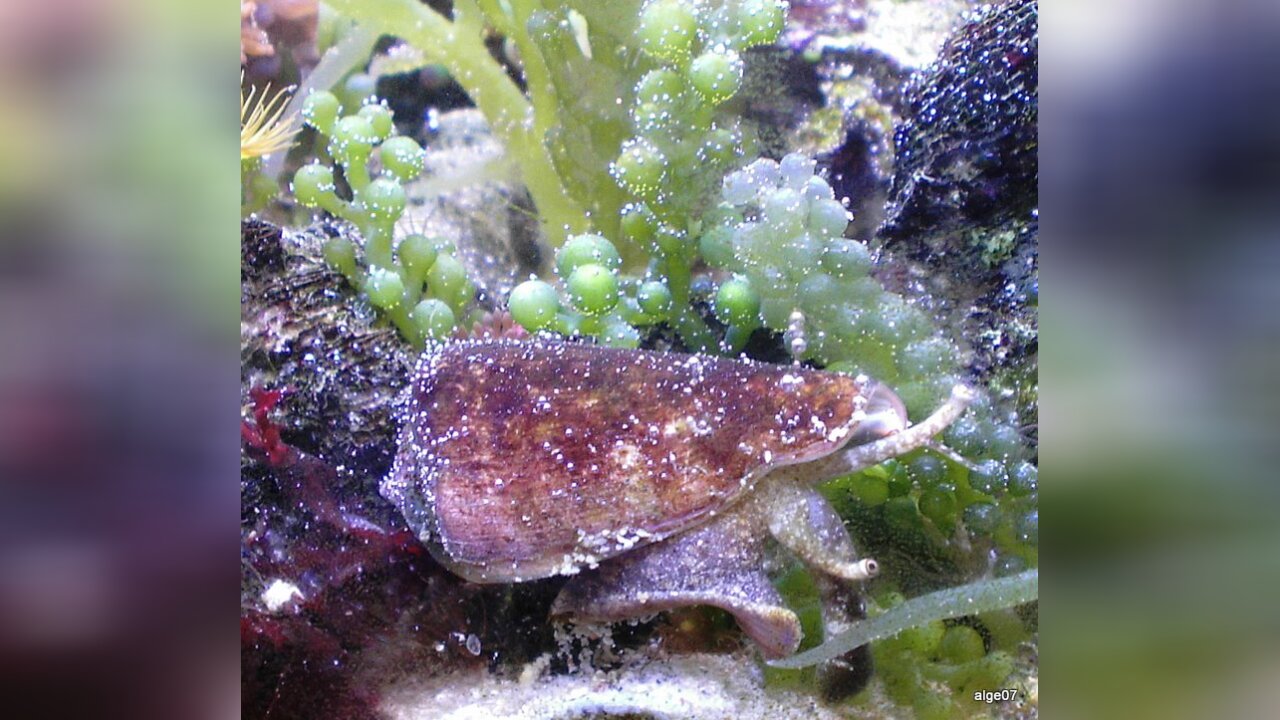 Conomurex luhuanus Strawberry Conch, Red-mouth Stromb