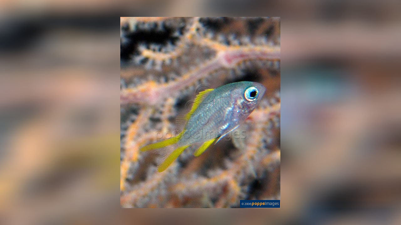 Chromis xanthura Long-tail Puller, Paletail Chromis, Pale-tail Chromis