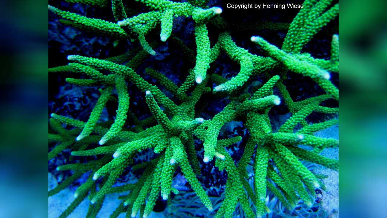 Acropora tumida Enzmann-Acropora