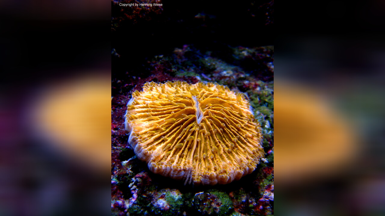 Cycloseris tenuis Stone Coral