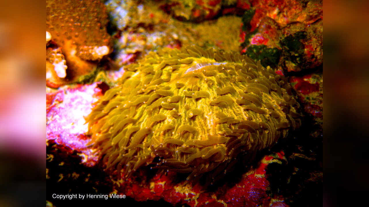 Cycloseris tenuis Stone Coral