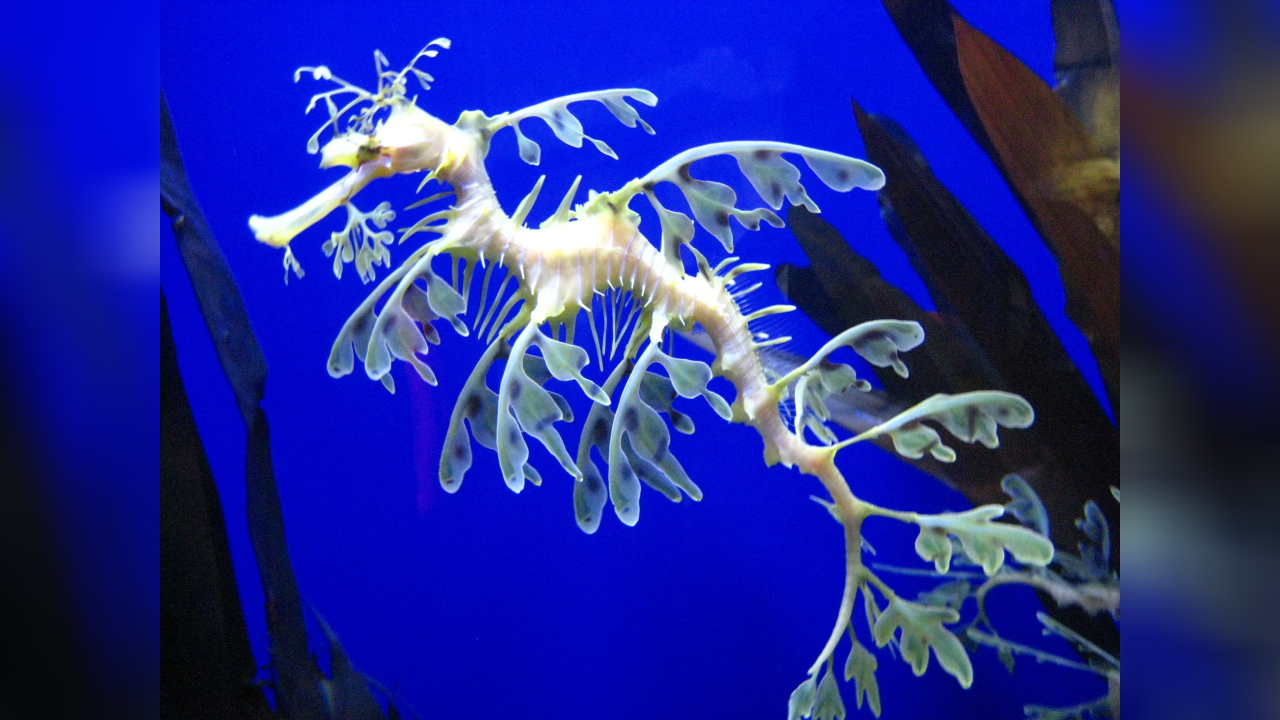 Phycodurus eques Australischer Fetzenfisch