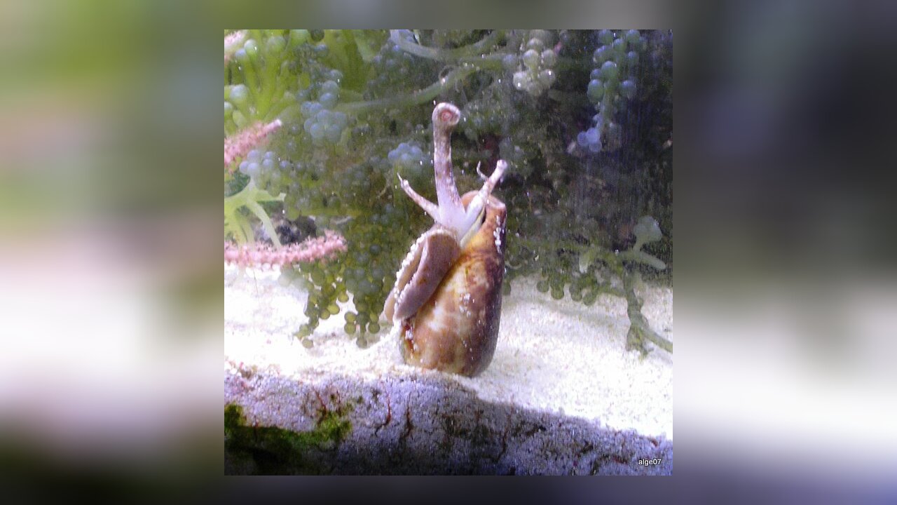 Conomurex luhuanus Strawberry Conch, Red-mouth Stromb