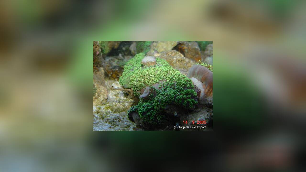 Rhodactis sp. 03 Mushroom blue and green