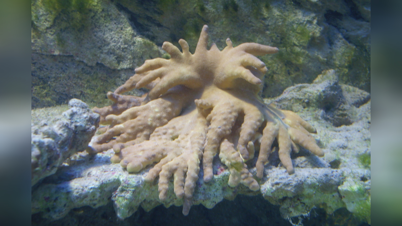 Lobophytum sp. 01 Soft Coral