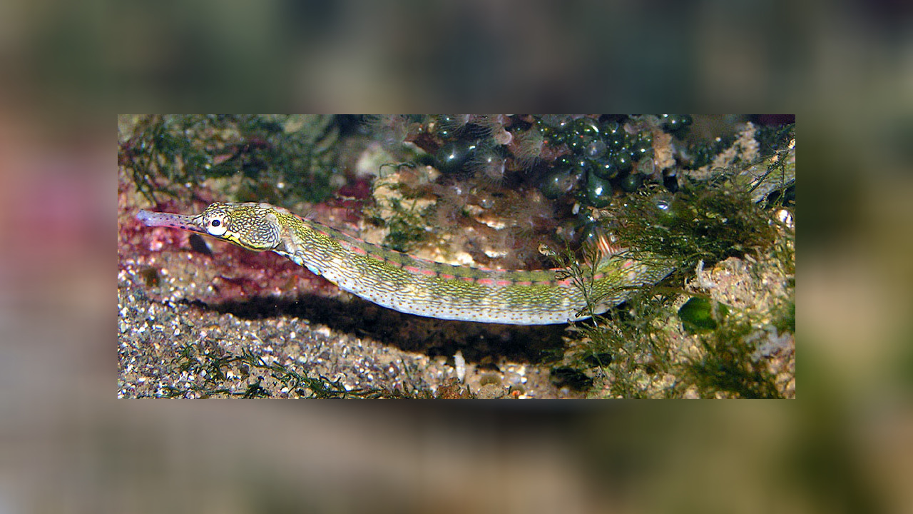 Corythoichthys cf. intestinalis Drachenkopf-Seenadel