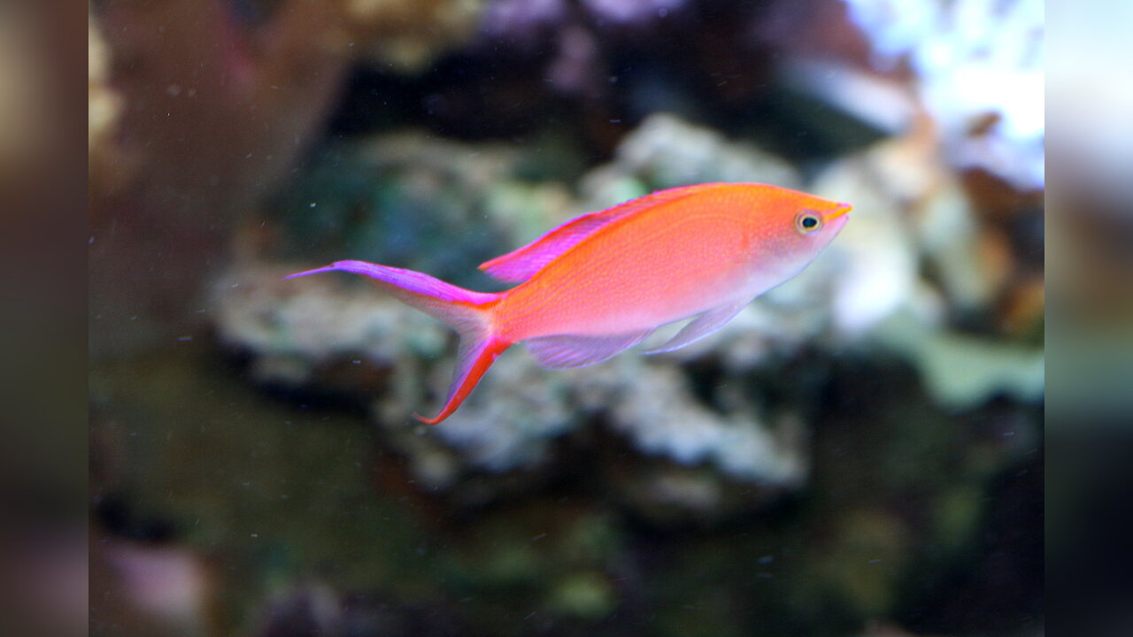 Pseudanthias smithvanizi Princess Anthias, Princess Basslet, Scribbled ...