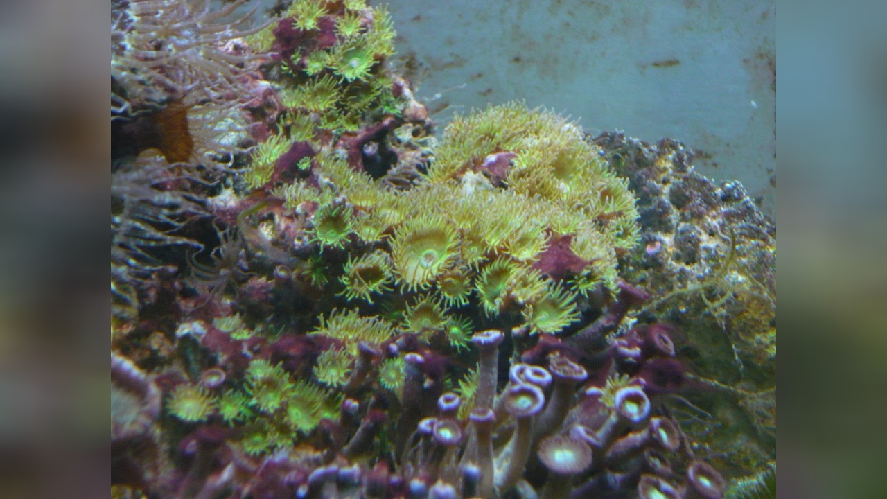 Anemonia sp. Anemonia sp.