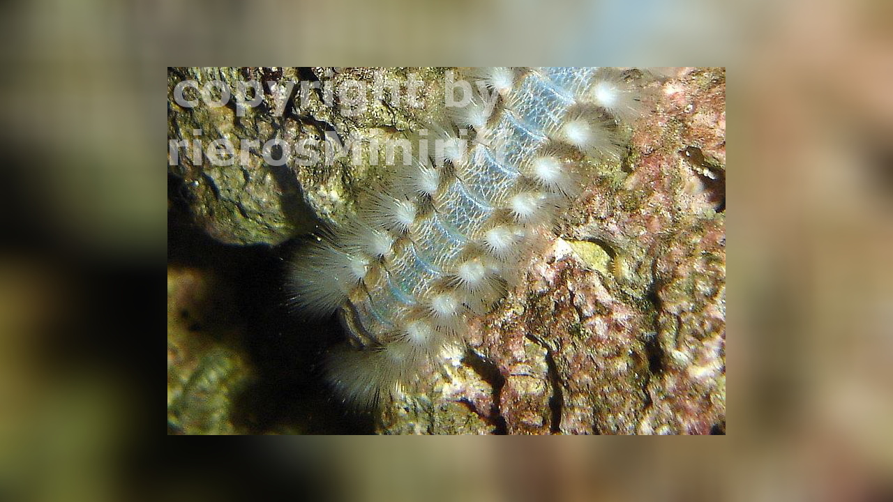 Eurythoe sp. 01 Borstenwurm