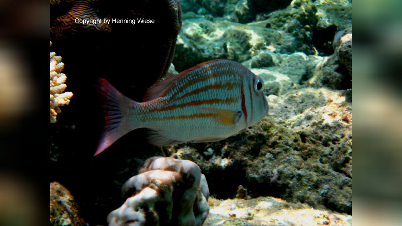 Lethrinus ornatus Ornate Emperor, Yellow-striped Emperor