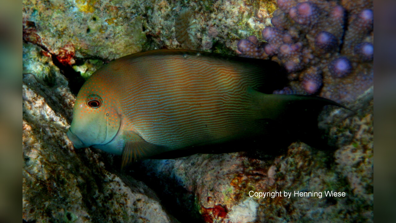 Ctenochaetus striatus