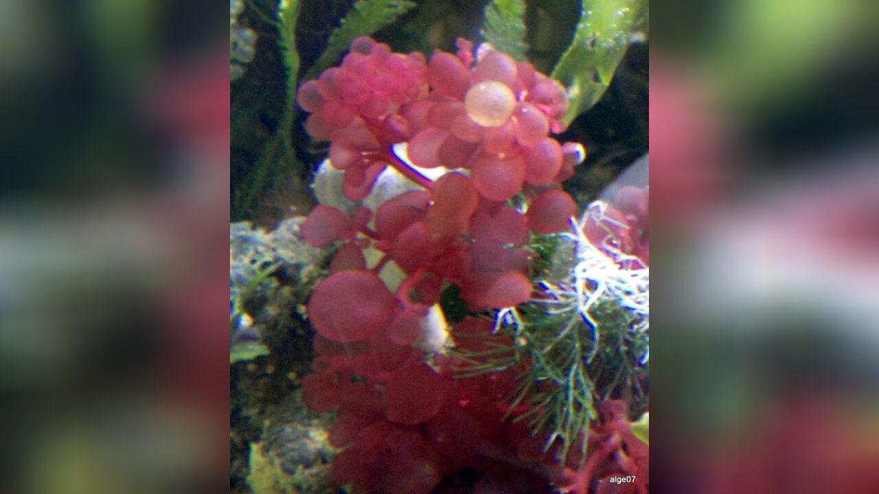 Botryocladia botryoides red grape algae