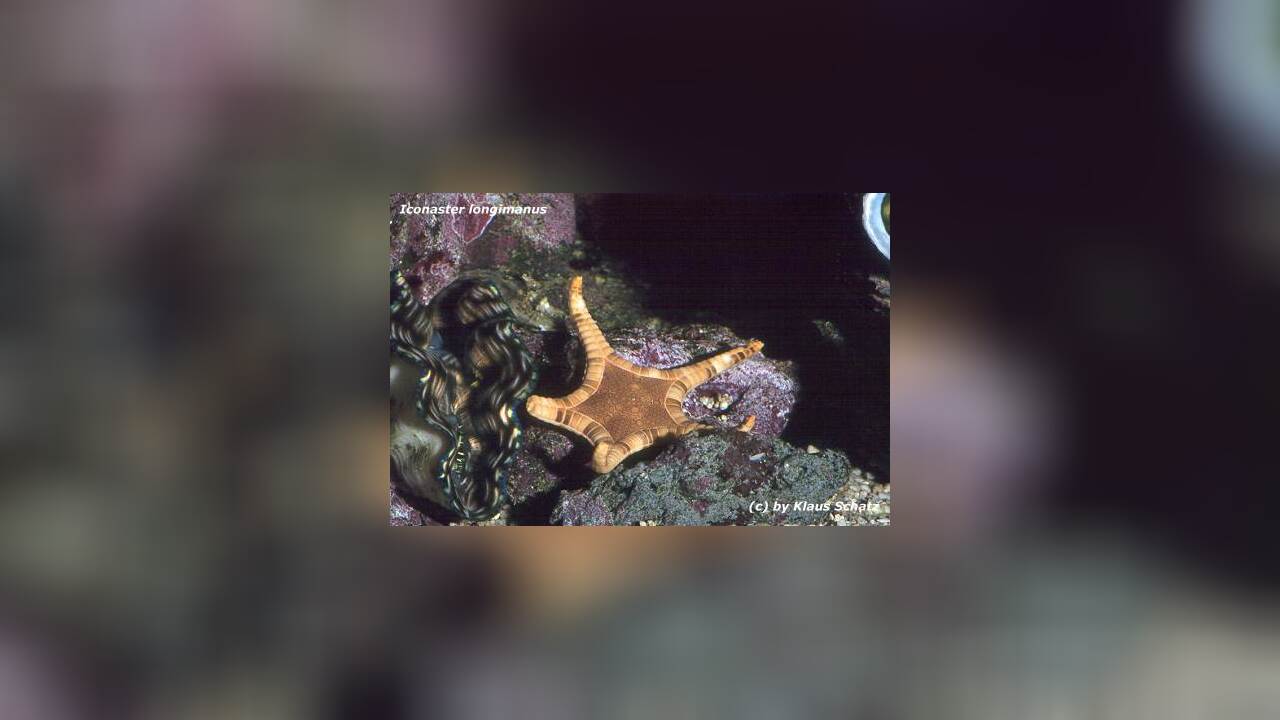 Iconaster longimanus Ikonenstern, Doppelstern