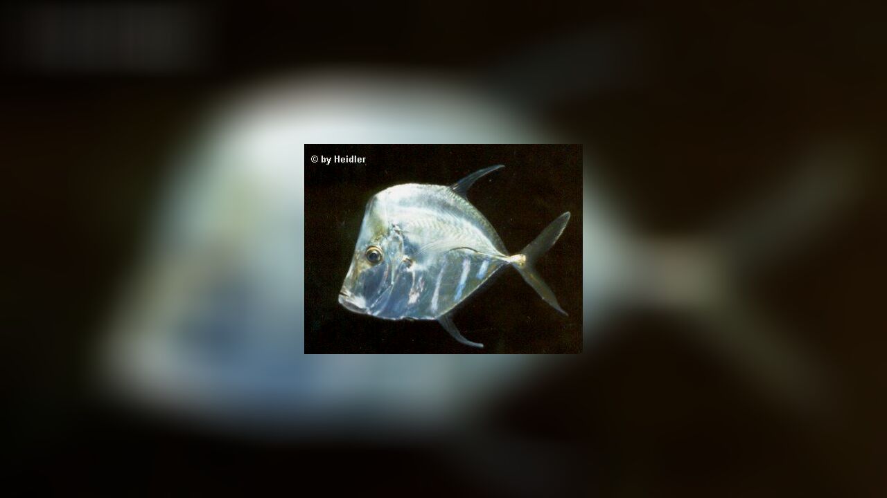 Alectis indicus Indische Fadenmakrele