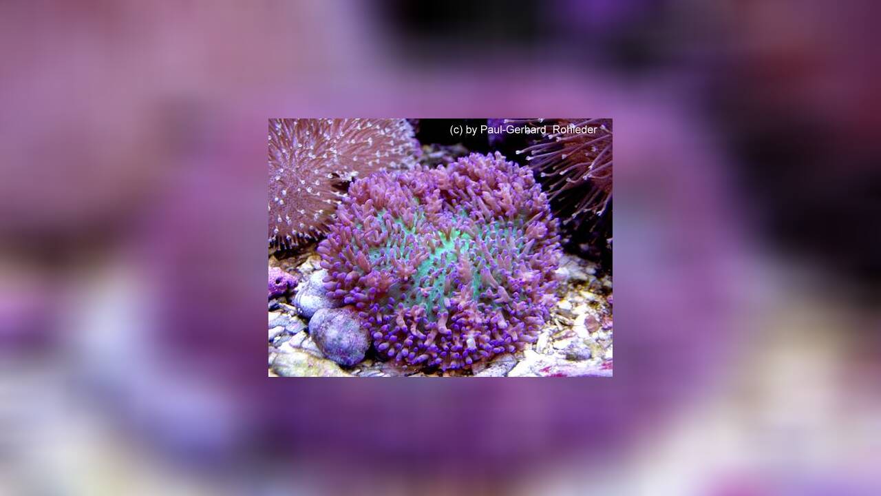 Rhodactis rhodostoma Mushroom