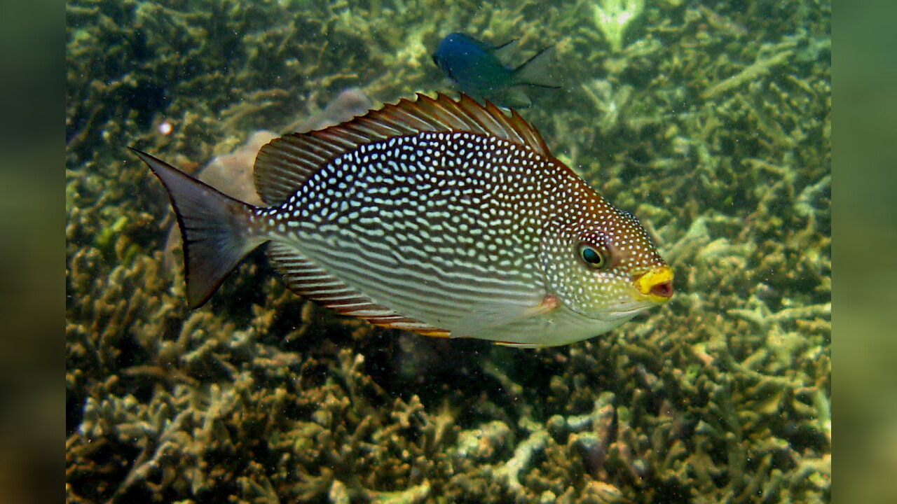 Siganus javus Java-Kaninchenfisch