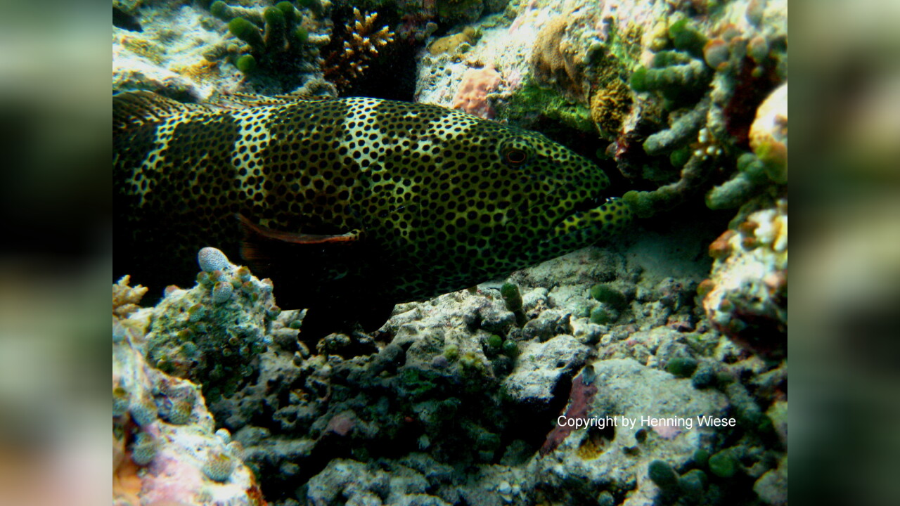 Epinephelus polyphekadion Disguised grouper, Blue-tailed Cod ...