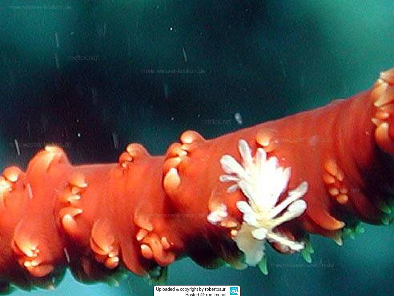 Phyllodesmium sp. 02 Nudibrachs