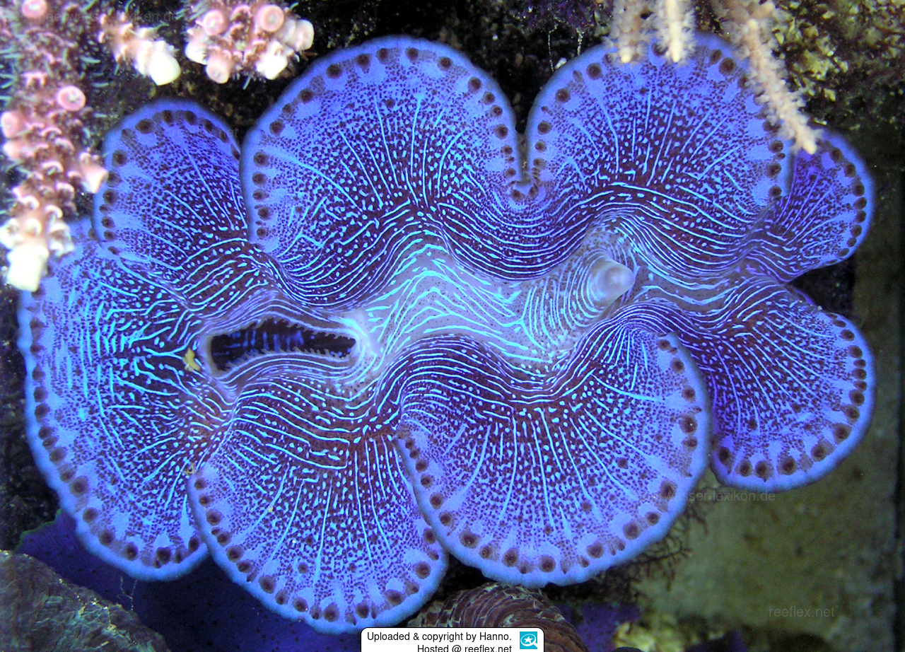 Tridacna maxima Blue Maxima Clam, Small Giant Clam, Elongate giant clam