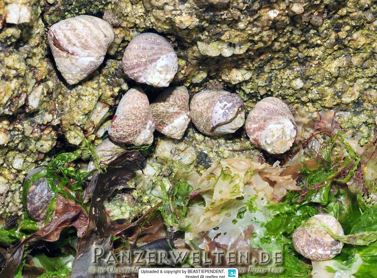 Phorcus lineatus Thick top, Lined top shell, Lined Monodont, Thick ...