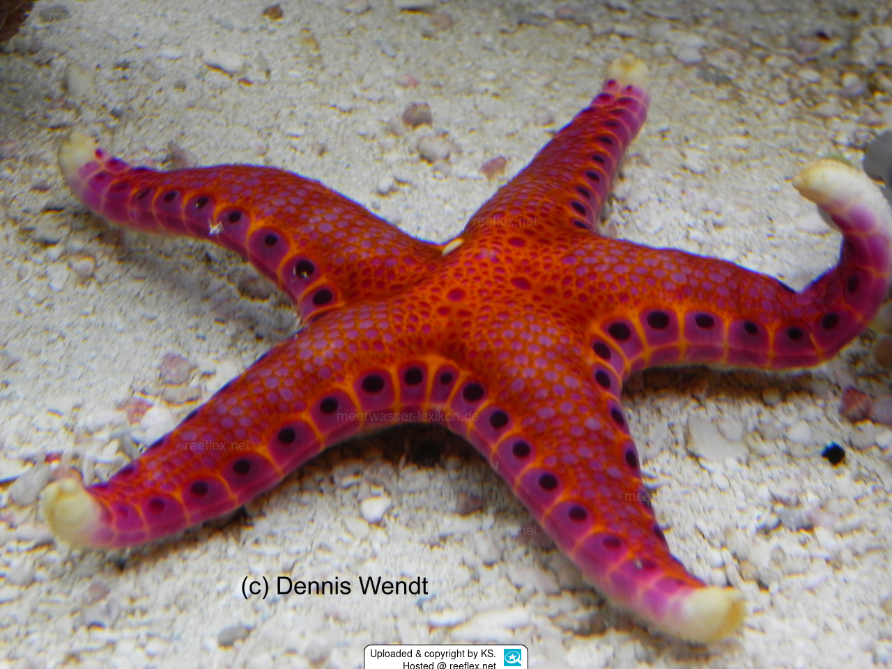 Neoferdina offreti plate sea star