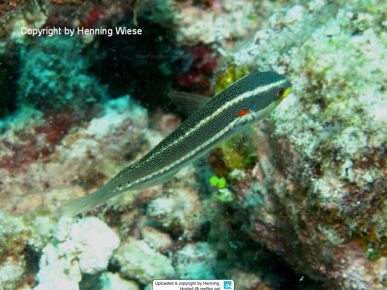 Stethojulis albovittata Bluelined wrasse
