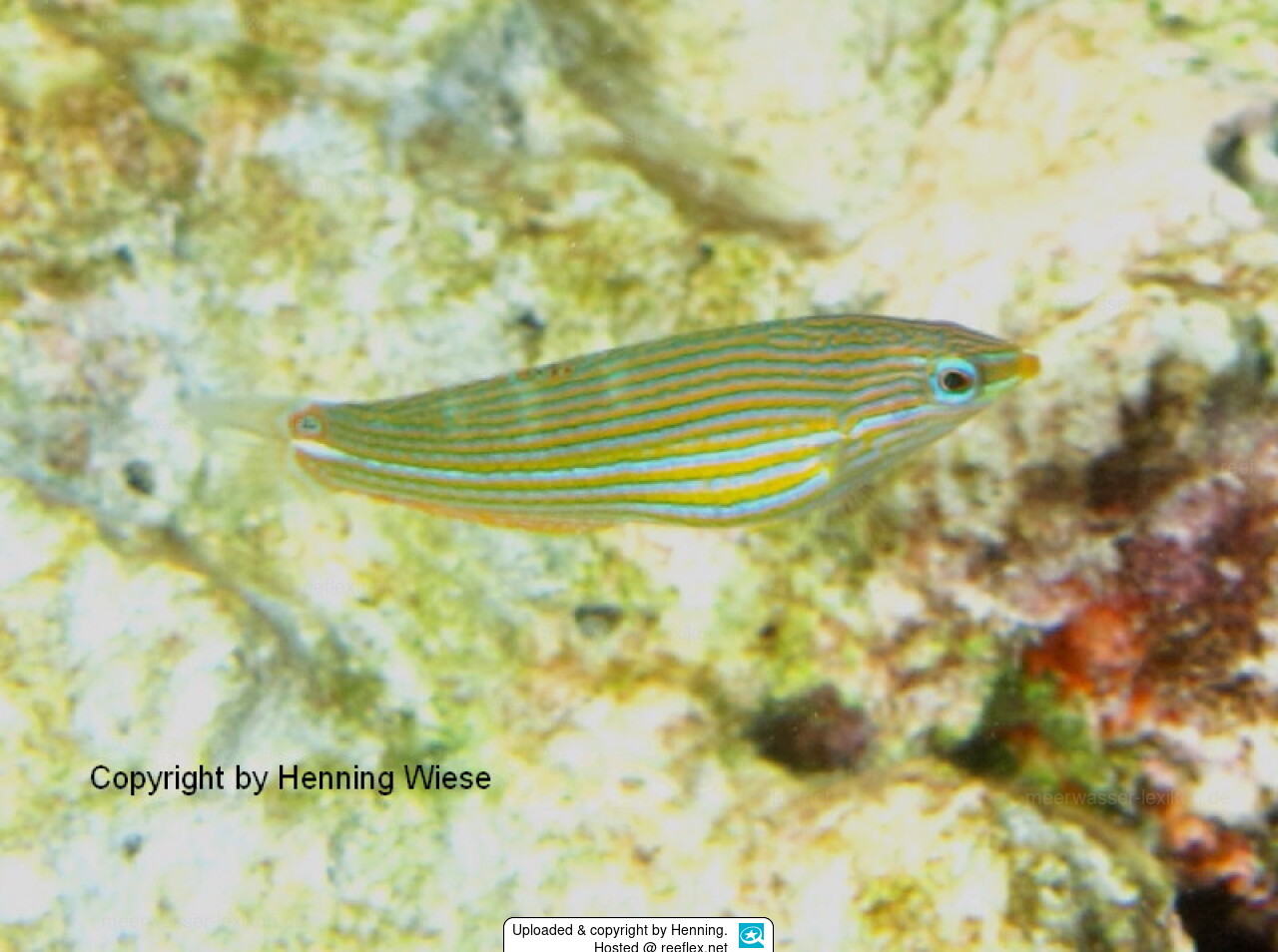 Halichoeres vrolikii Indian Ocean pinstriped wrasse