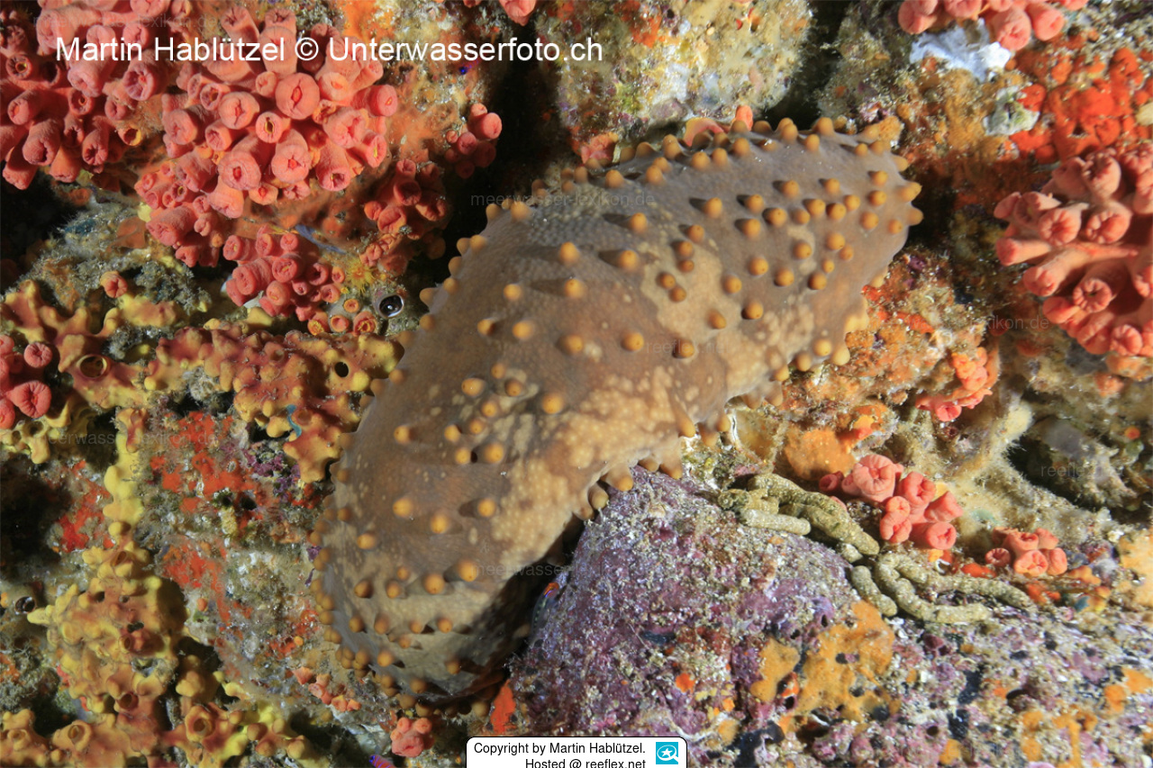 Isostichopus fuscus Sea Cucumber