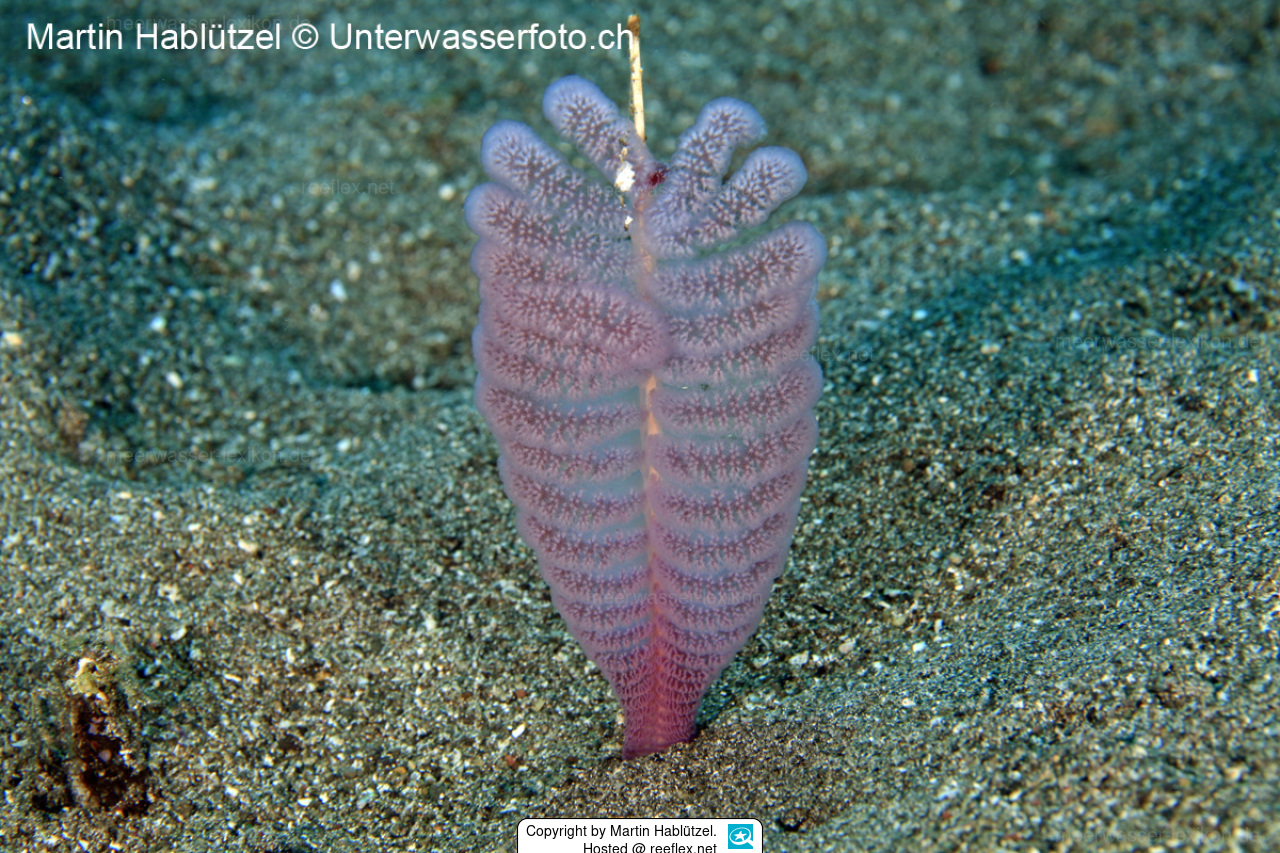 Virgularia gustaviana Seefeder