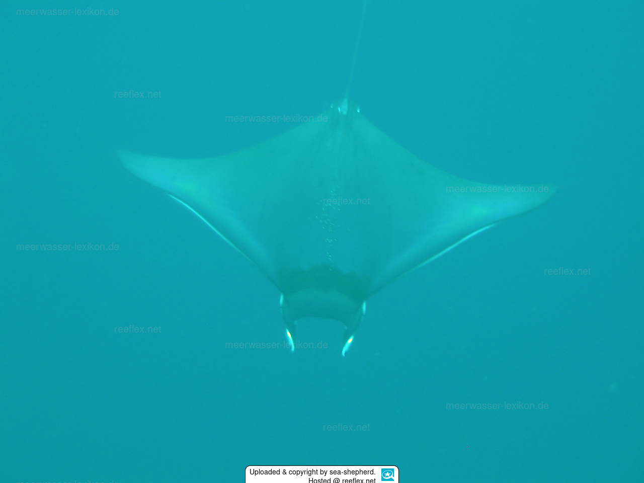 Mobula japanica Japanischer Teufelsrochen