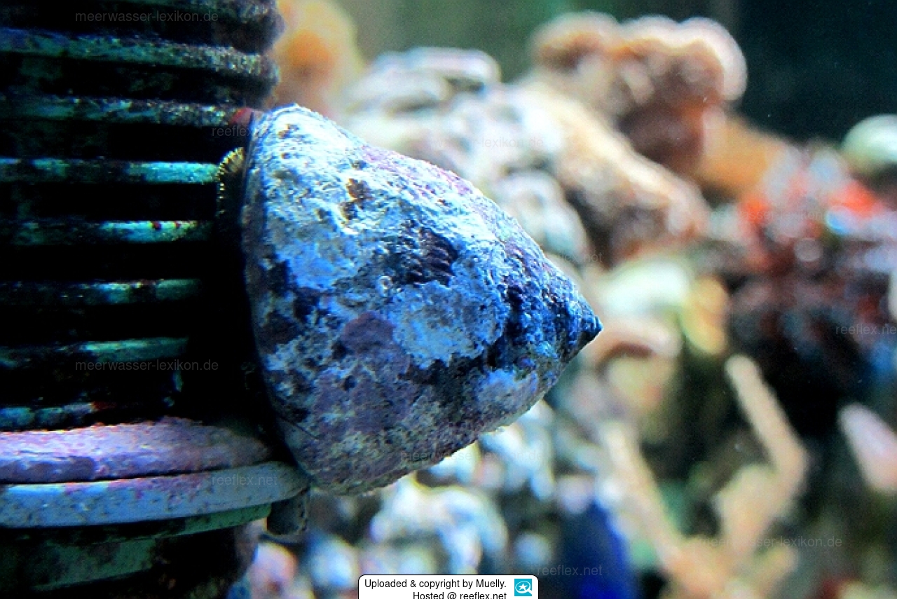 Trochus sp.01 Banded Trochus Snail