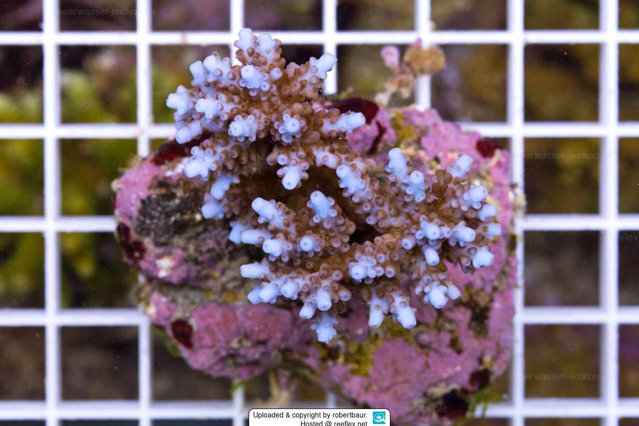 Acropora parilis Purple Acropora coral