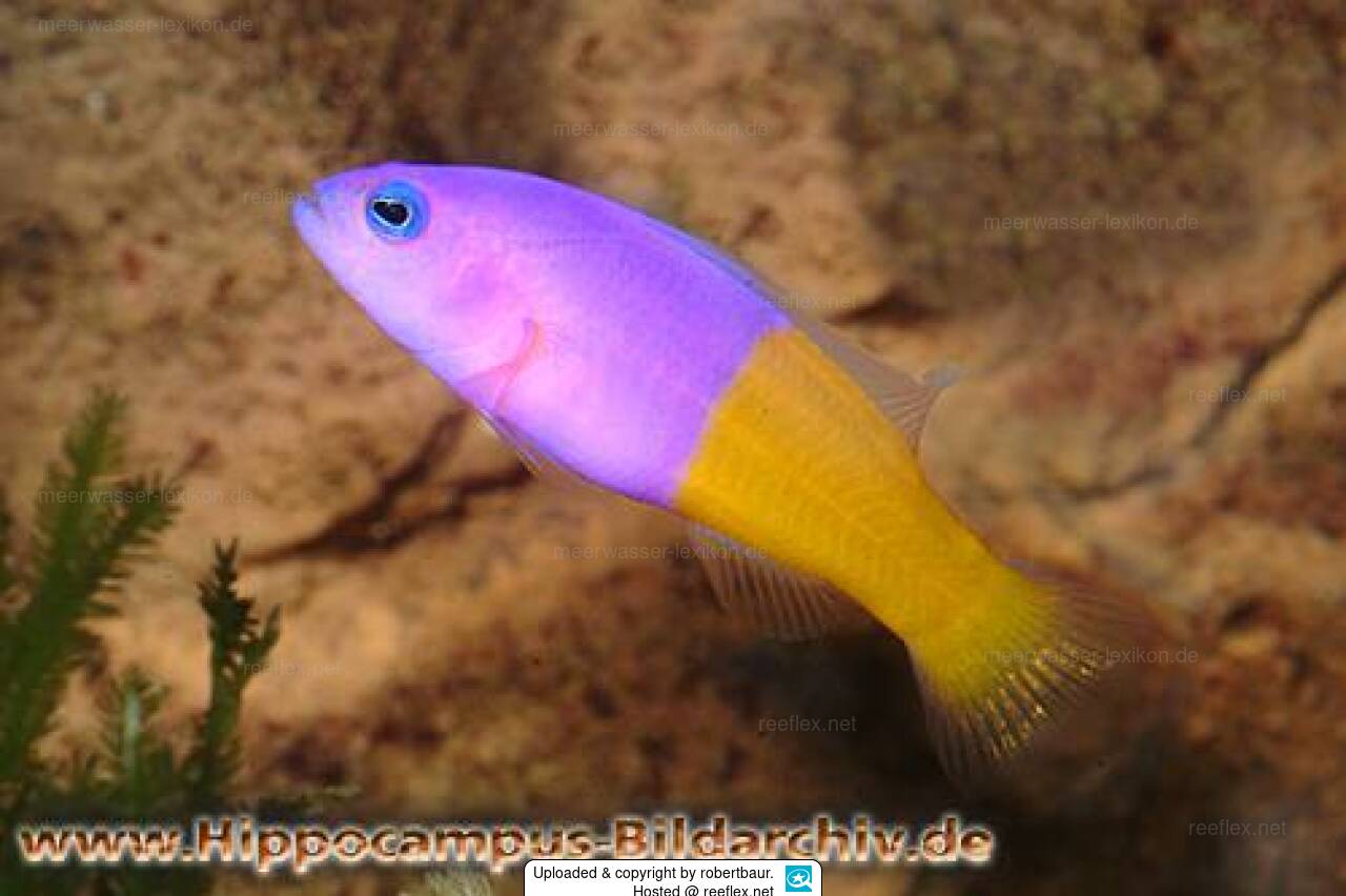 Pictichromis paccagnellorum Bicolor Cichlops, Two-colour Dottyback, Two ...