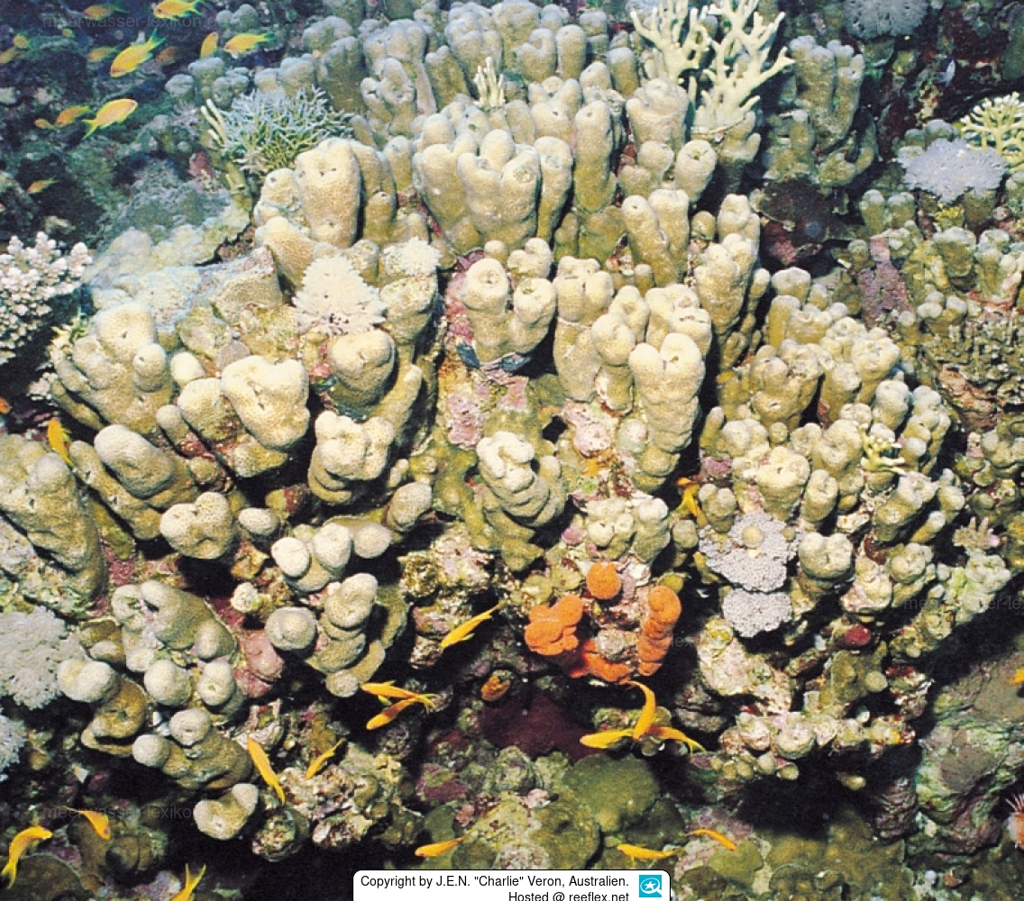 Porites columnaris stony coral