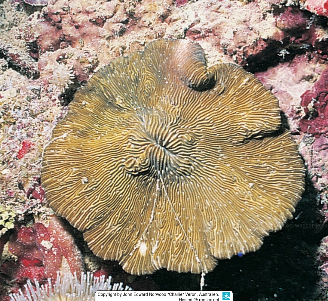 Lithophyllon lobata Großpolypige Steinkoralle