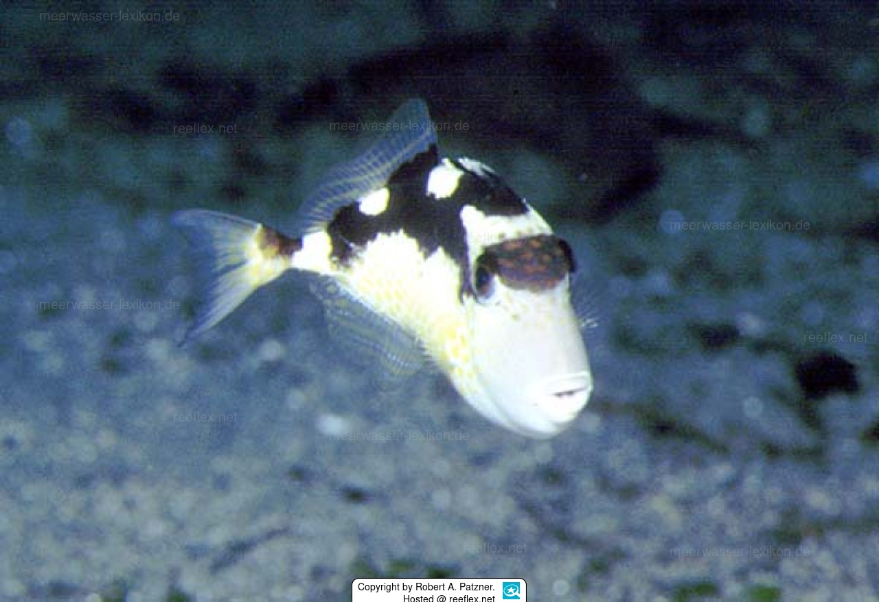 Abalistes stellatus Starry Triggerfish