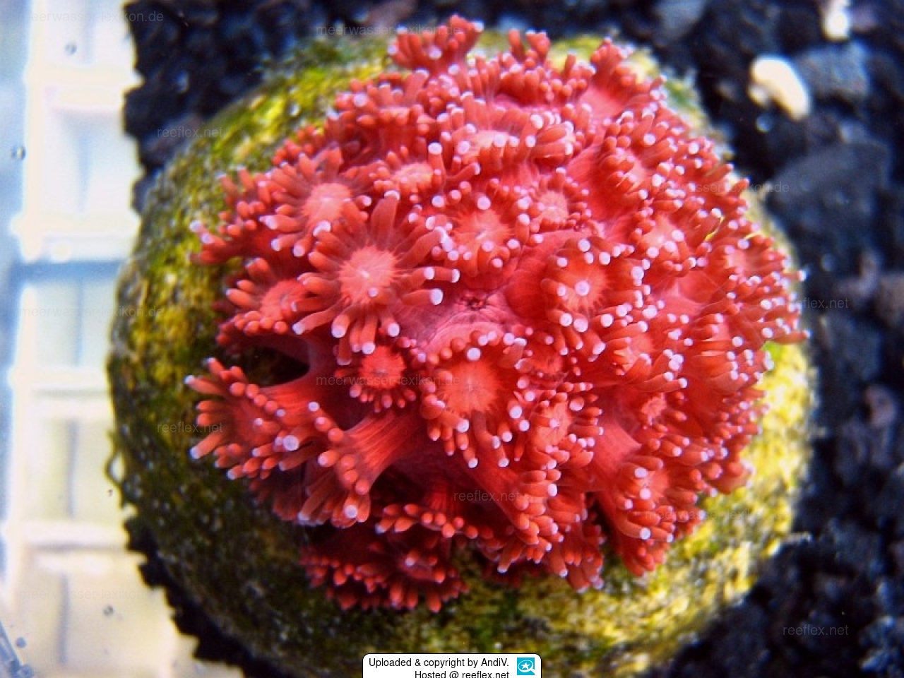 Goniopora lobata Flower Pot True Red Coral