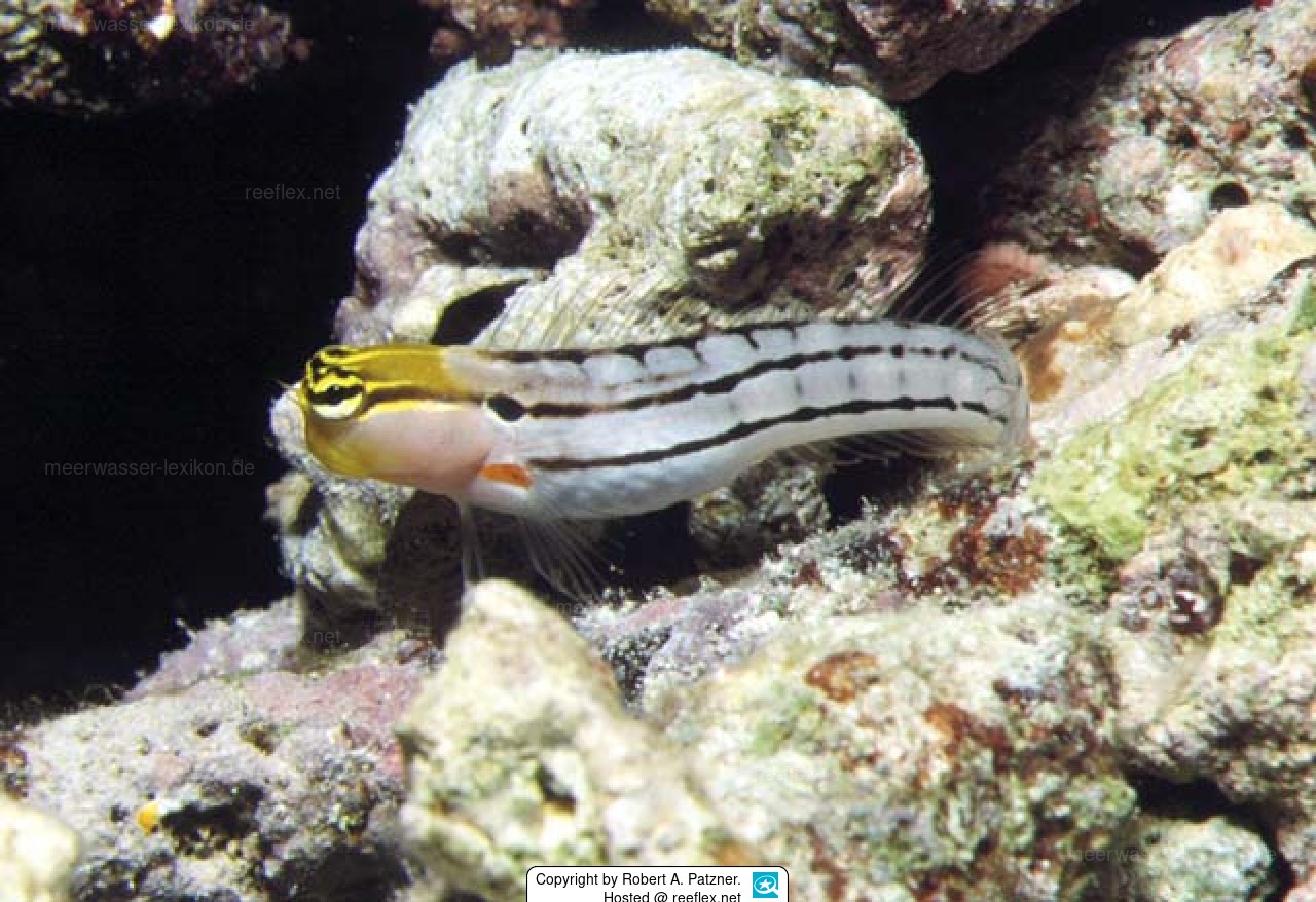 Ecsenius axelrodi Axelrod's clown blenny, Sea star guard
