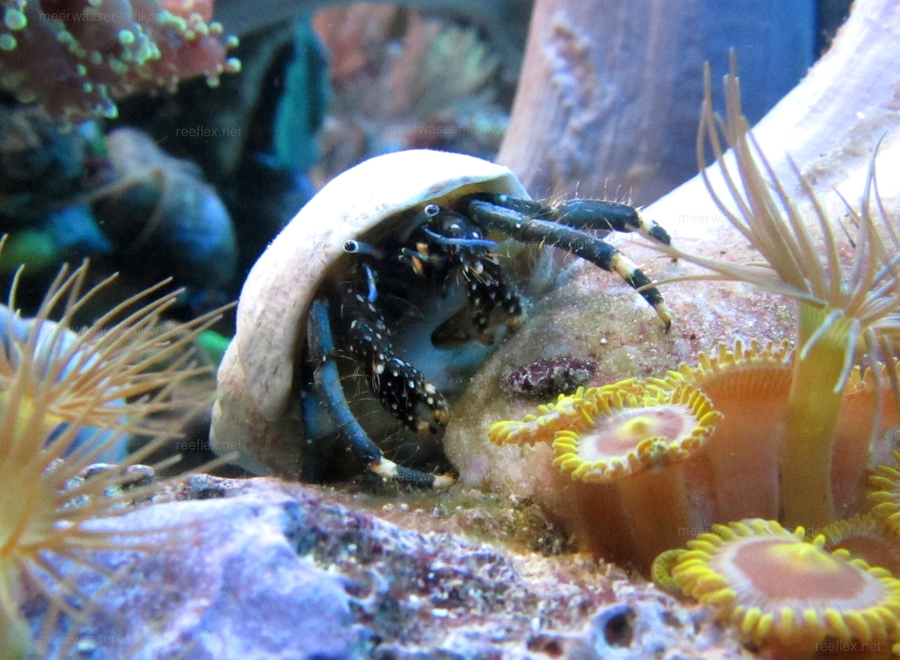 Clibanarius virescens Yellow-legged Hermit Crab