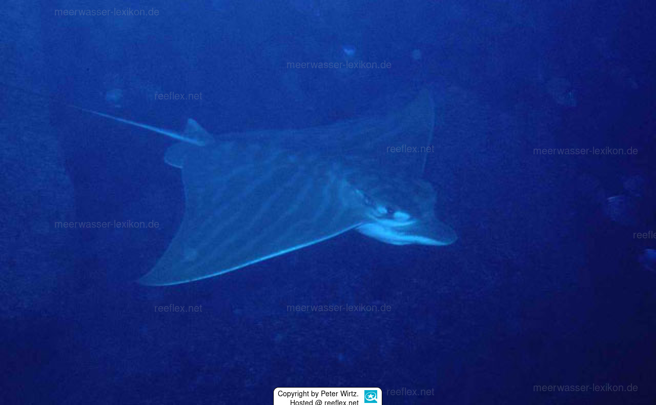 Aetomylaeus bovinus Bull ray