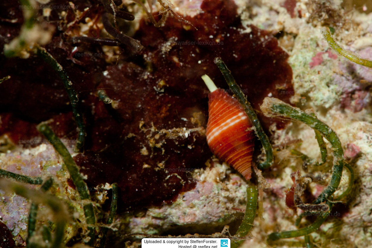 Euplica sp. 01 Snail