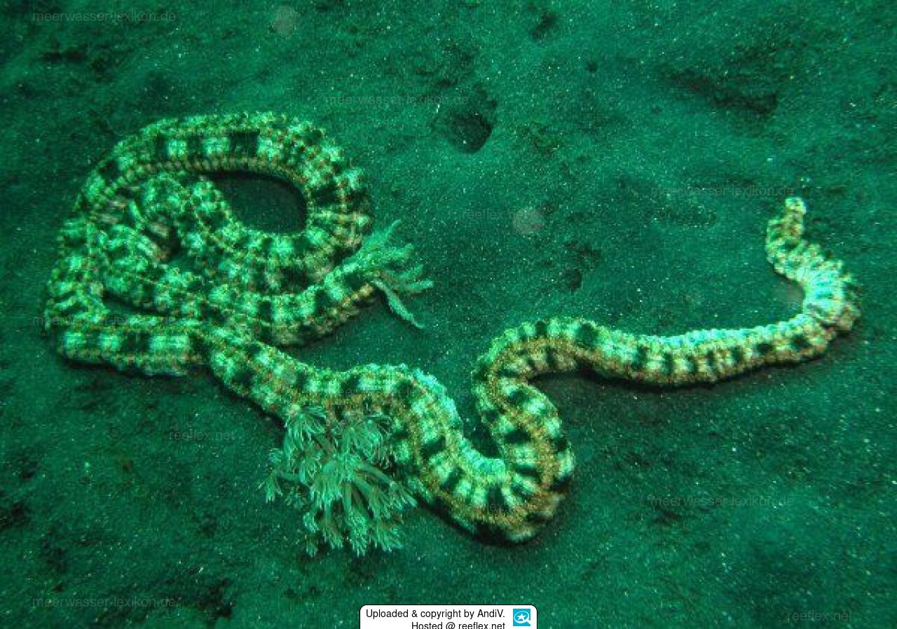 Synapta maculata maculated Synaptid