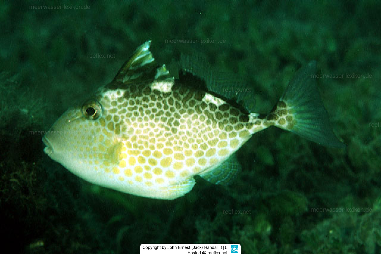 Abalistes stellaris Starry triggerfish