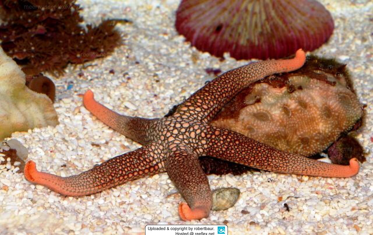 Nardoa sp. 01 Sea Star