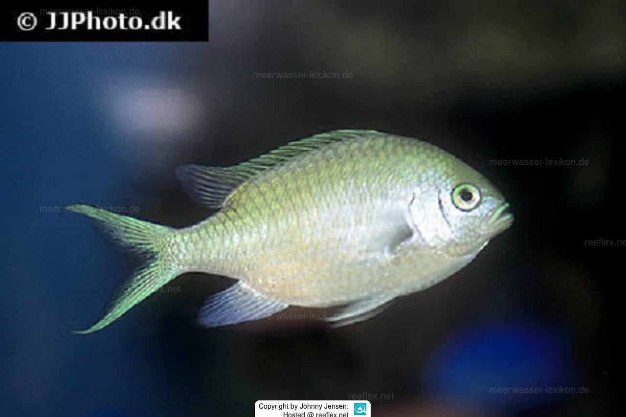 Chromis caerulea Green chromis