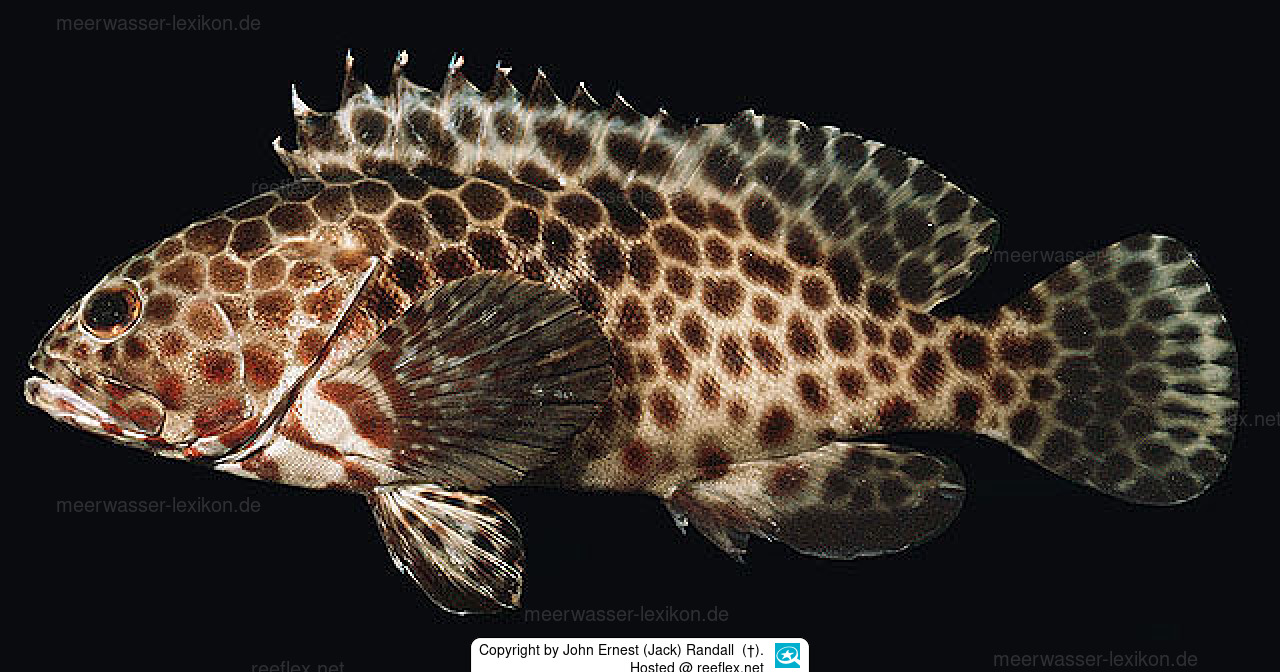 Epinephelus quoyanus Longfin grouper