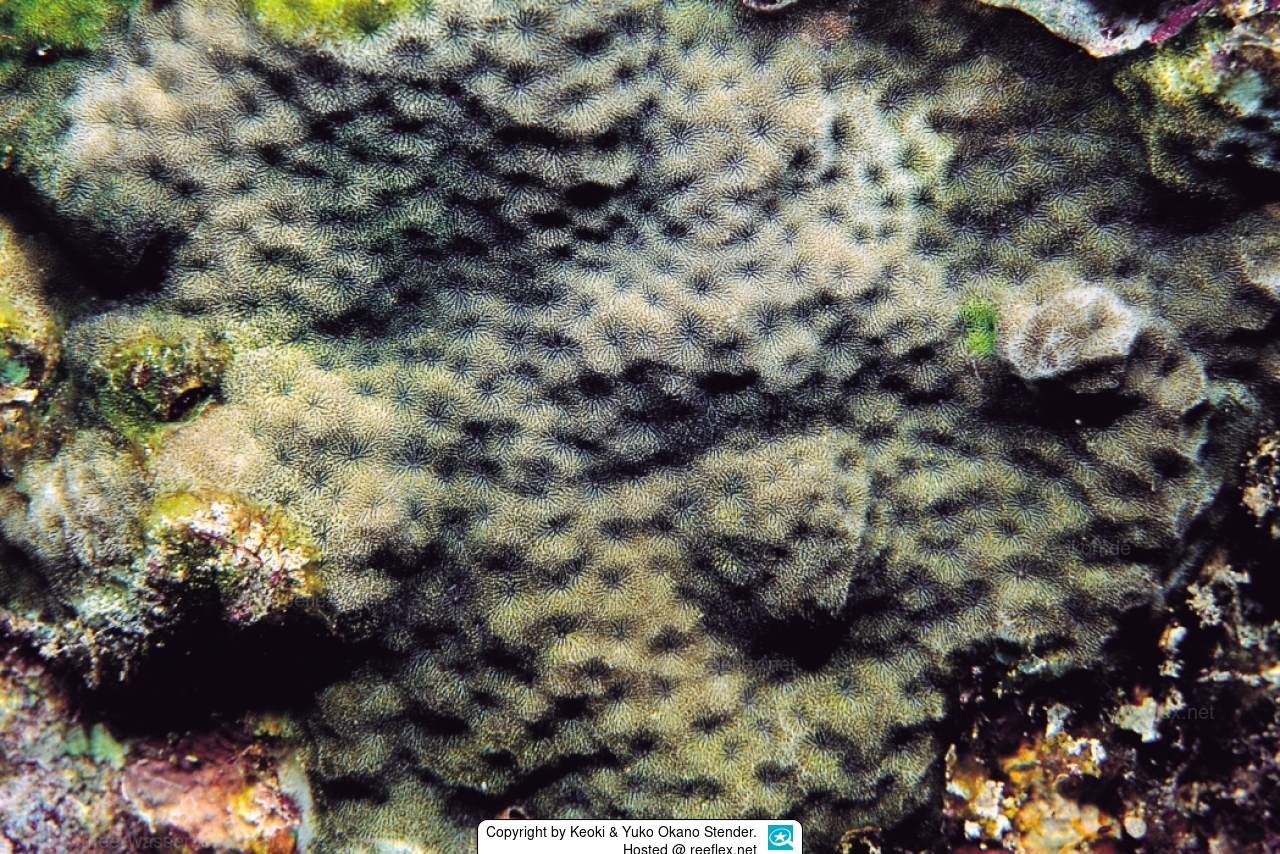Psammocora verrilli Verill's lump coral