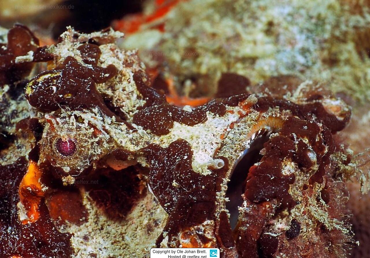Synanceia nana Red Sea stonefish, Dwarf scorpionfish