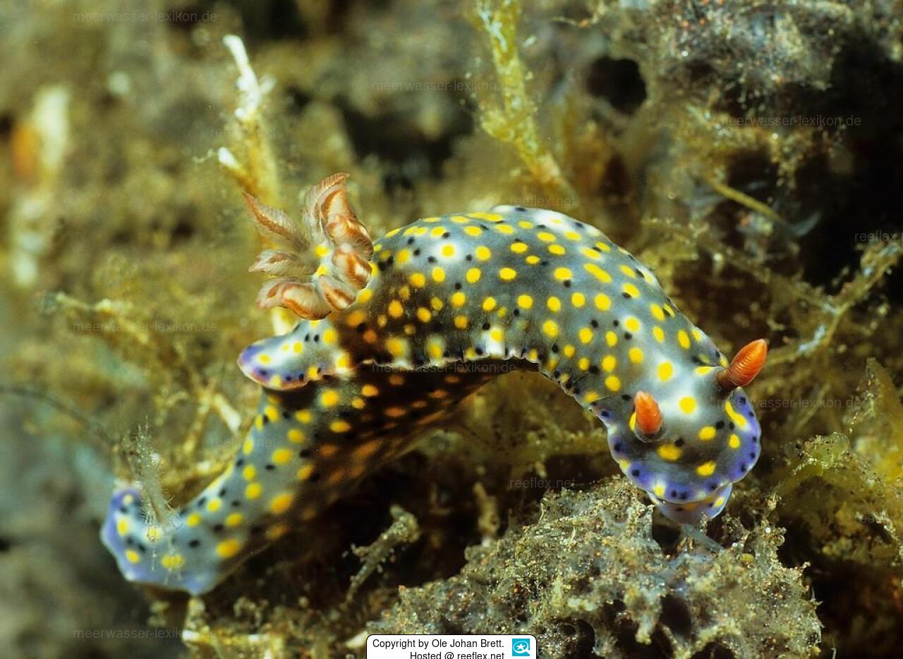Hypselodoris confetti Confetti-Nudibranch